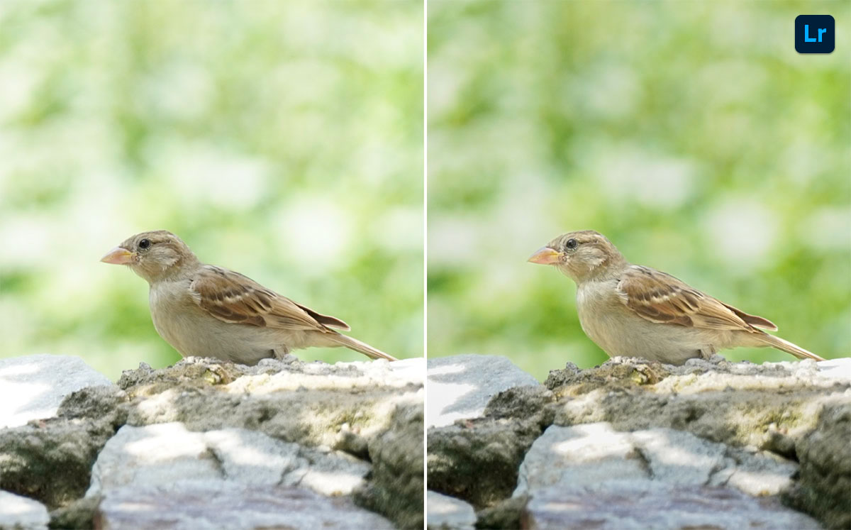 Sparrow | Edit | Photoshop Lightroom