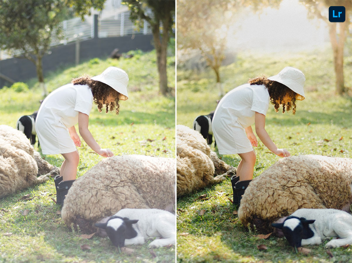 Sheep | Edit | Photoshop Lightroom