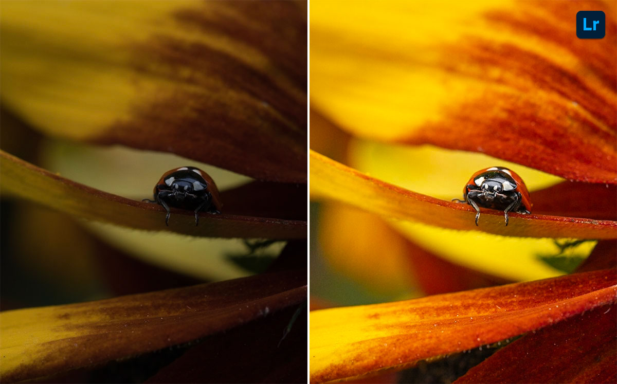 Cute Ladybug between the leafs | Edit | Photoshop Lightroom