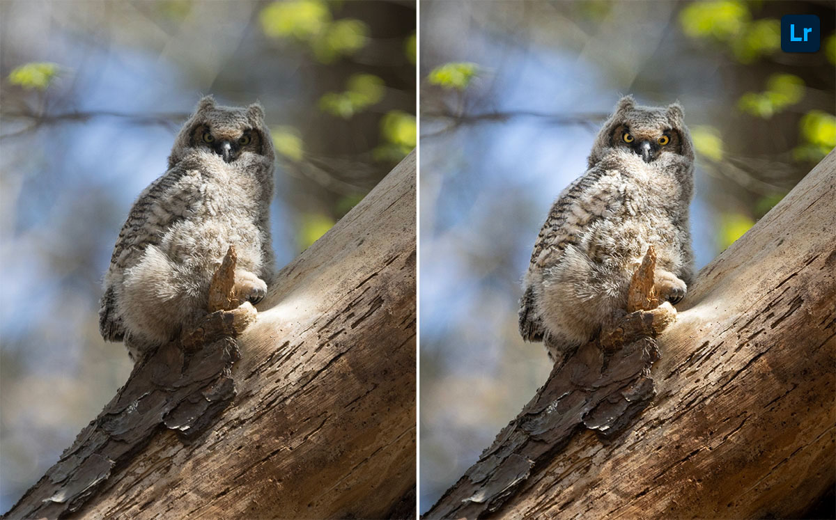 Young Owl | Edit | Photoshop Lightroom