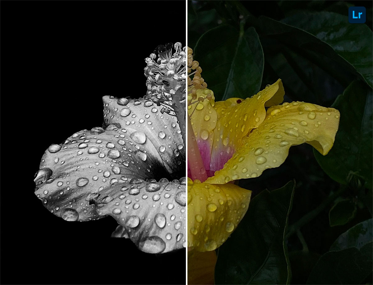 Bnw MACRO edit | Edit | Photoshop Lightroom