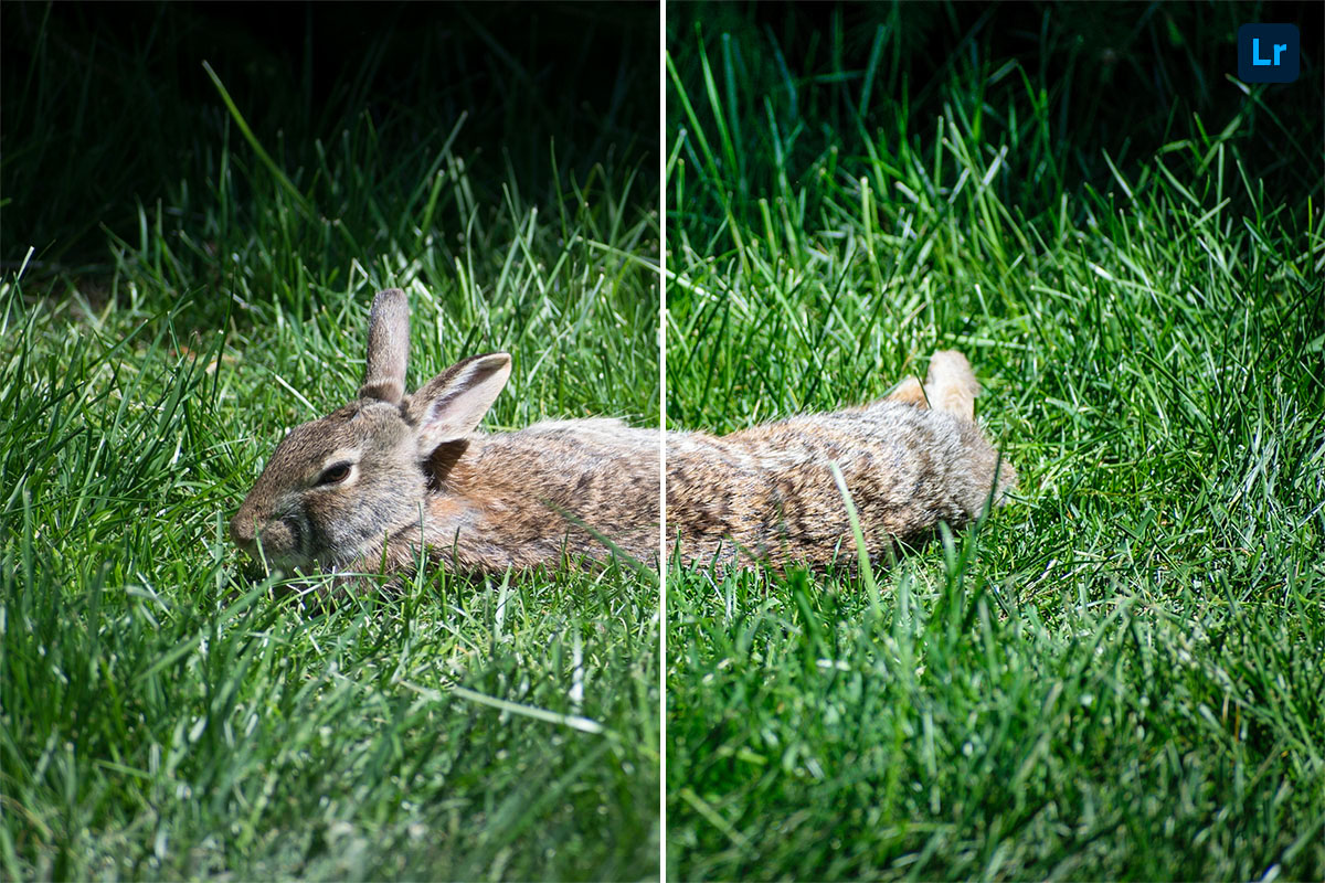 Chill Rabbit | Edit | Photoshop Lightroom