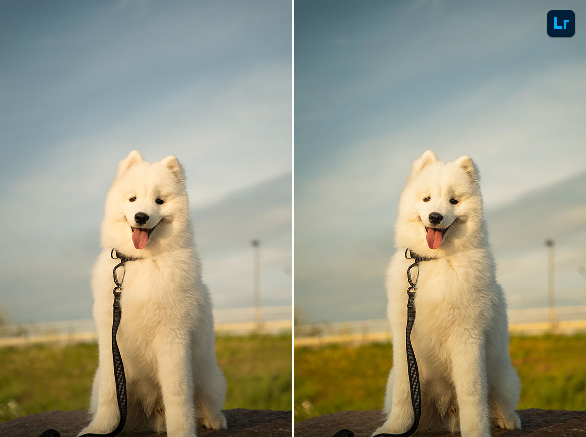 Same samoyed different edits. | Remix | Photoshop Lightroom