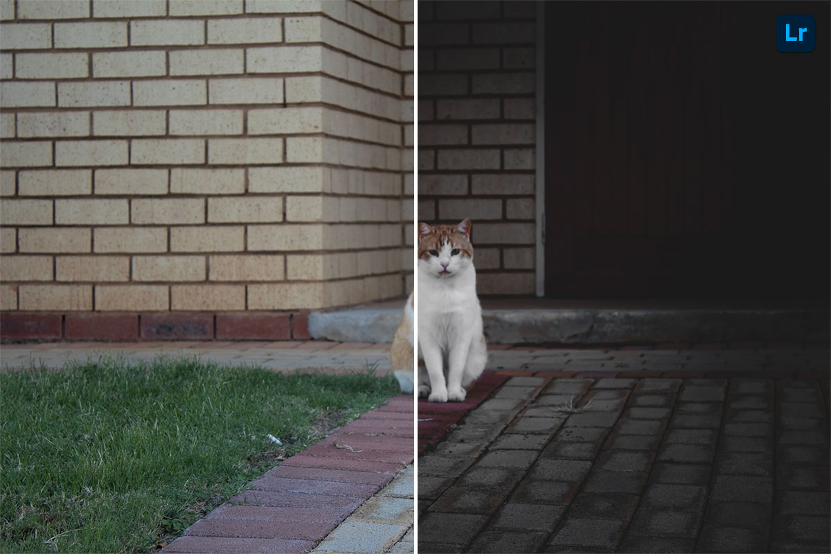 Cats | Edit | Photoshop Lightroom