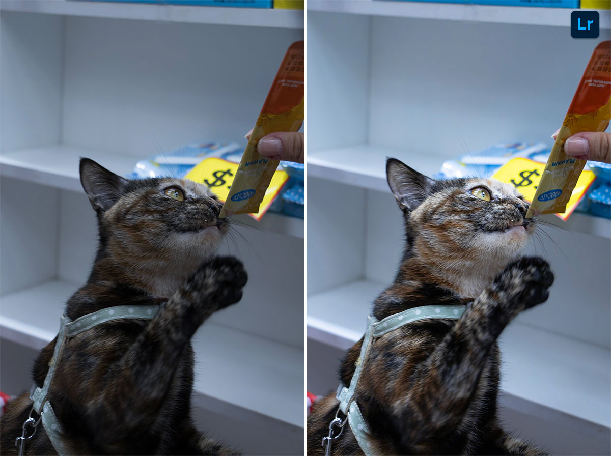 caaaaat | Edit | Photoshop Lightroom