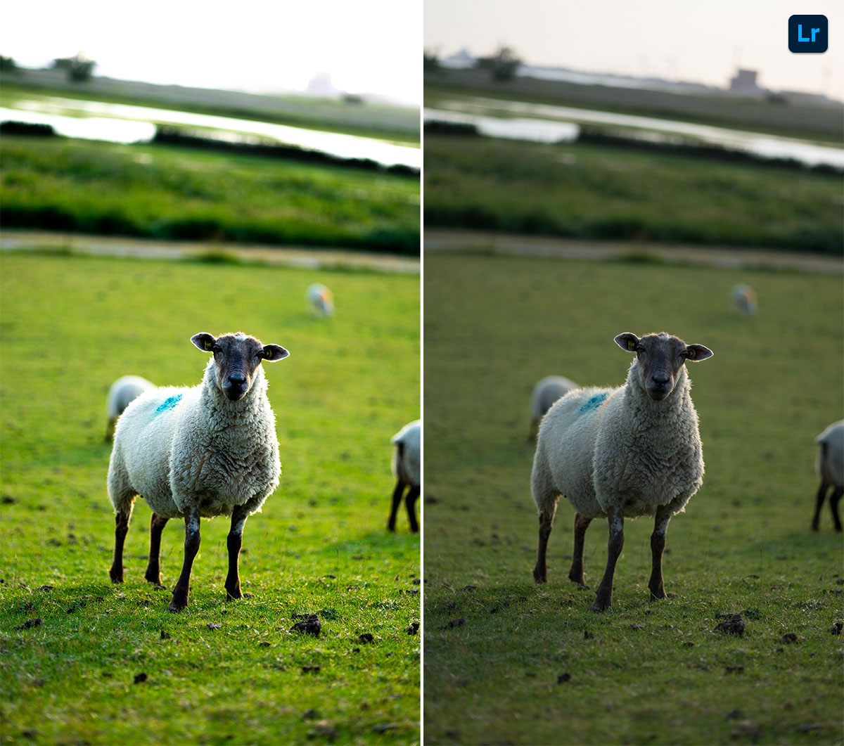 Sheep | Remix | Photoshop Lightroom