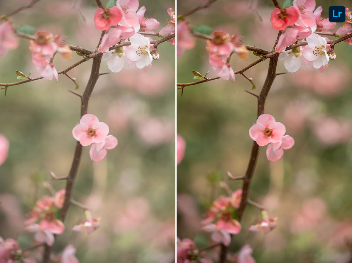 Bloom | Edit | Photoshop Lightroom