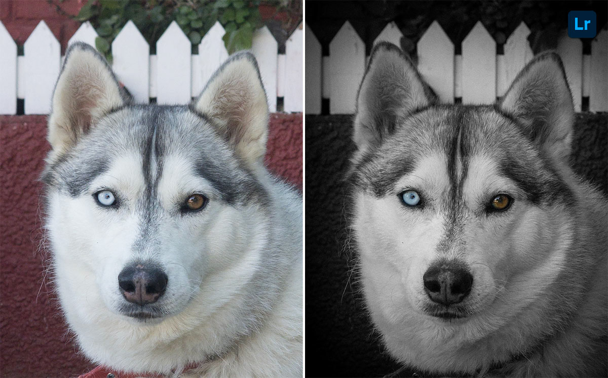 Husky | Edit | Photoshop Lightroom