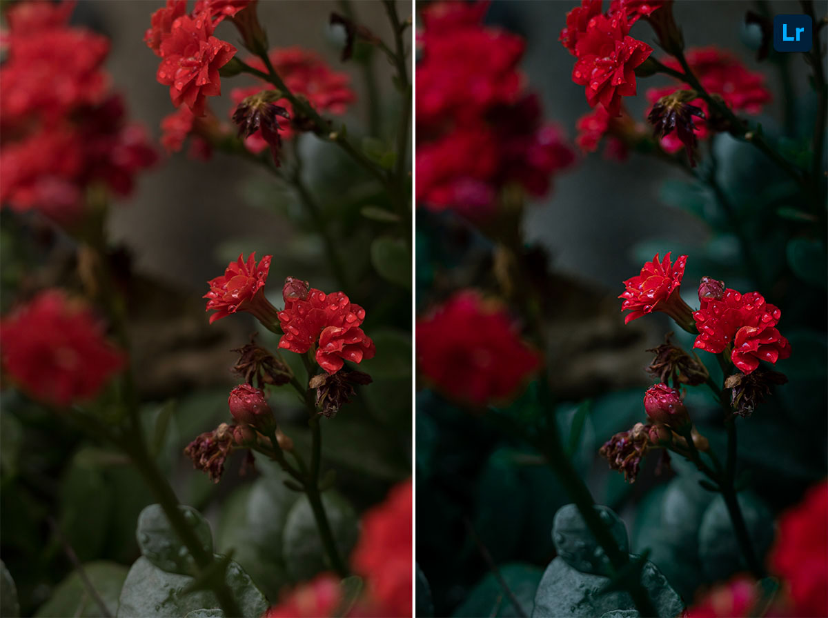 Life Cycle | Edit | Photoshop Lightroom