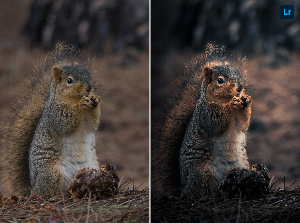 Squirrel | Edit | Photoshop Lightroom