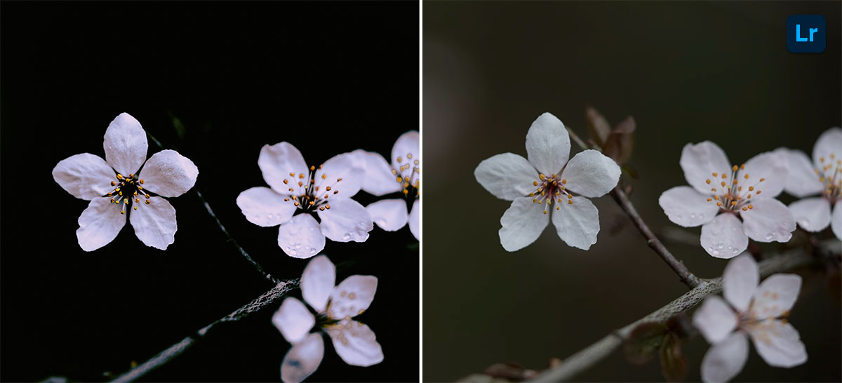 Bloom within 🌸 | Remix | Photoshop Lightroom