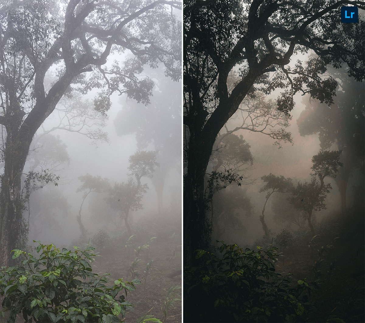 Enchanted Mist | Remix | Photoshop Lightroom