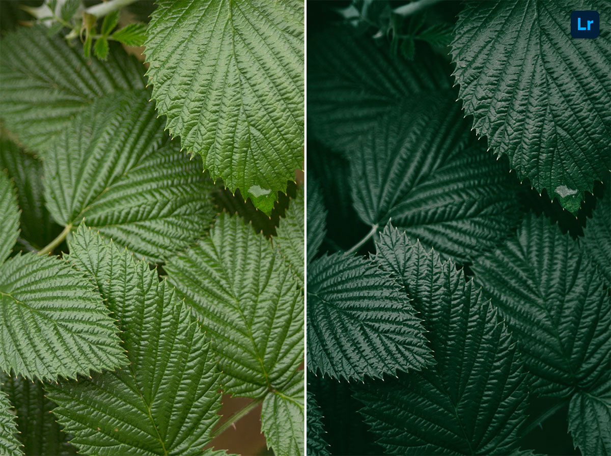 Green leaves. | Edit | Photoshop Lightroom