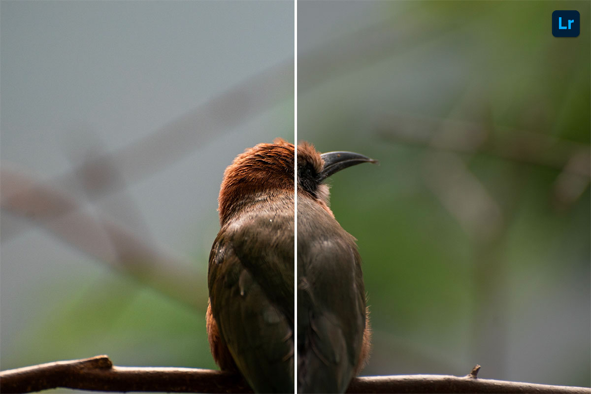 Bird Stare | Remix | Photoshop Lightroom
