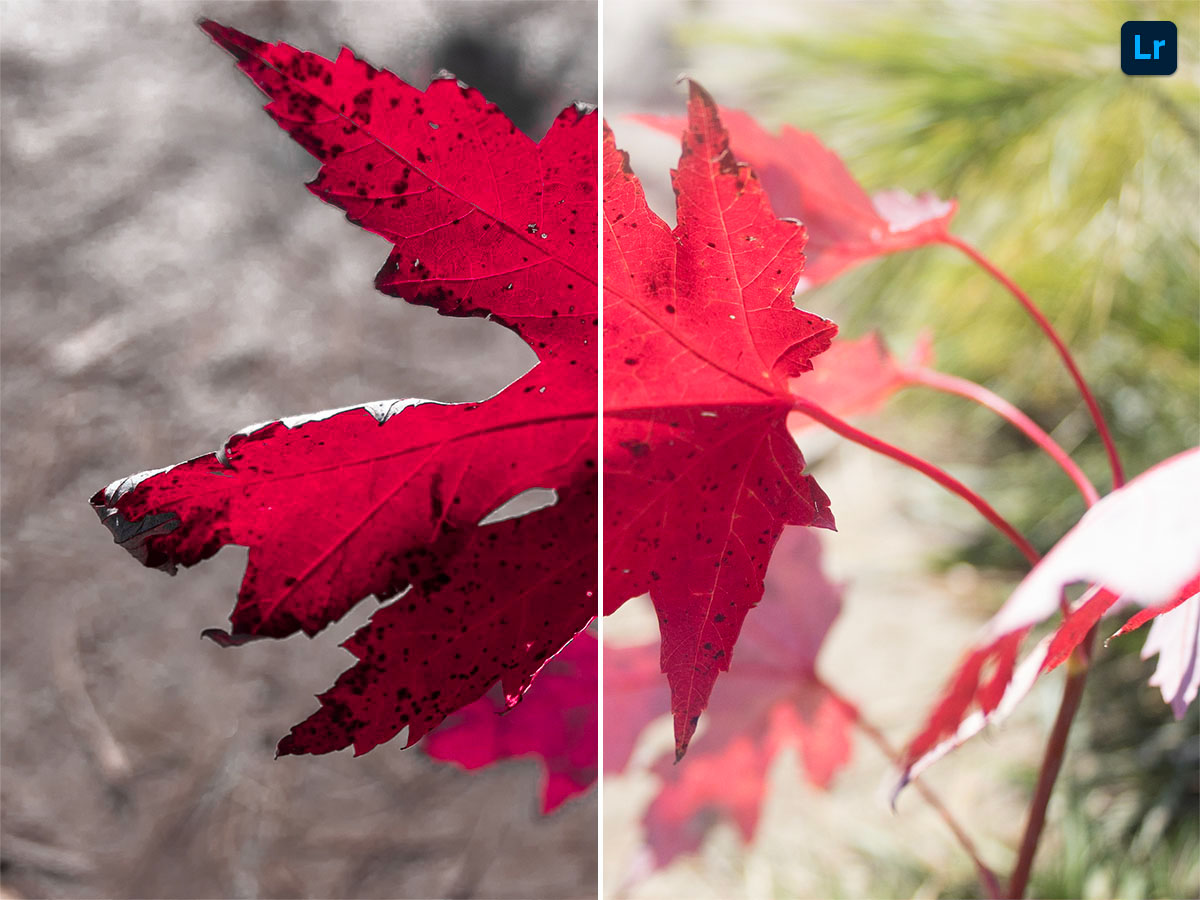 autmun leaves | Edit | Photoshop Lightroom