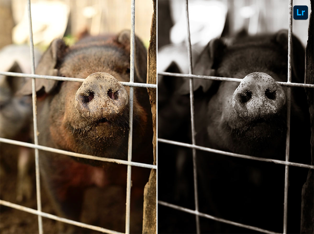 B&W Pig | Edit | Photoshop Lightroom