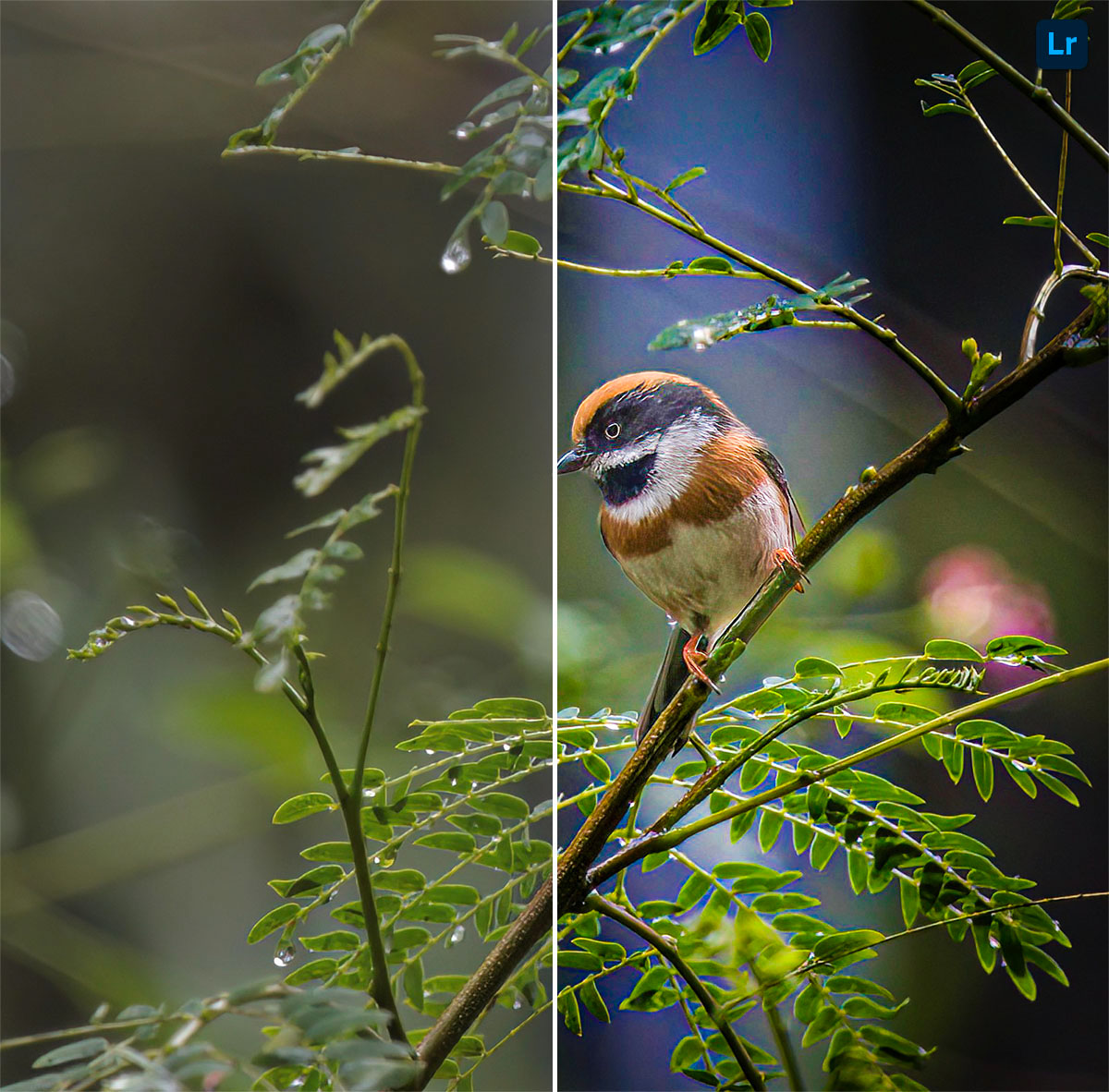 Rainy day 2 | Edit | Photoshop Lightroom