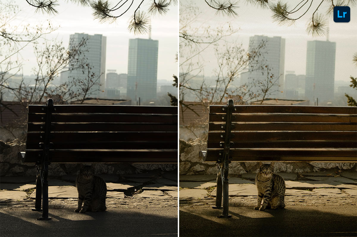 Cat | Edit | Photoshop Lightroom