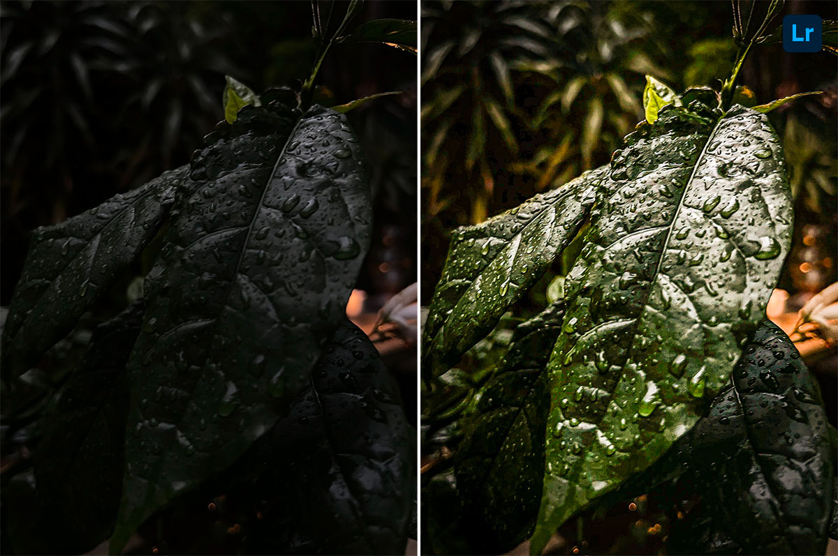 Watery Leaf | Edit | Photoshop Lightroom