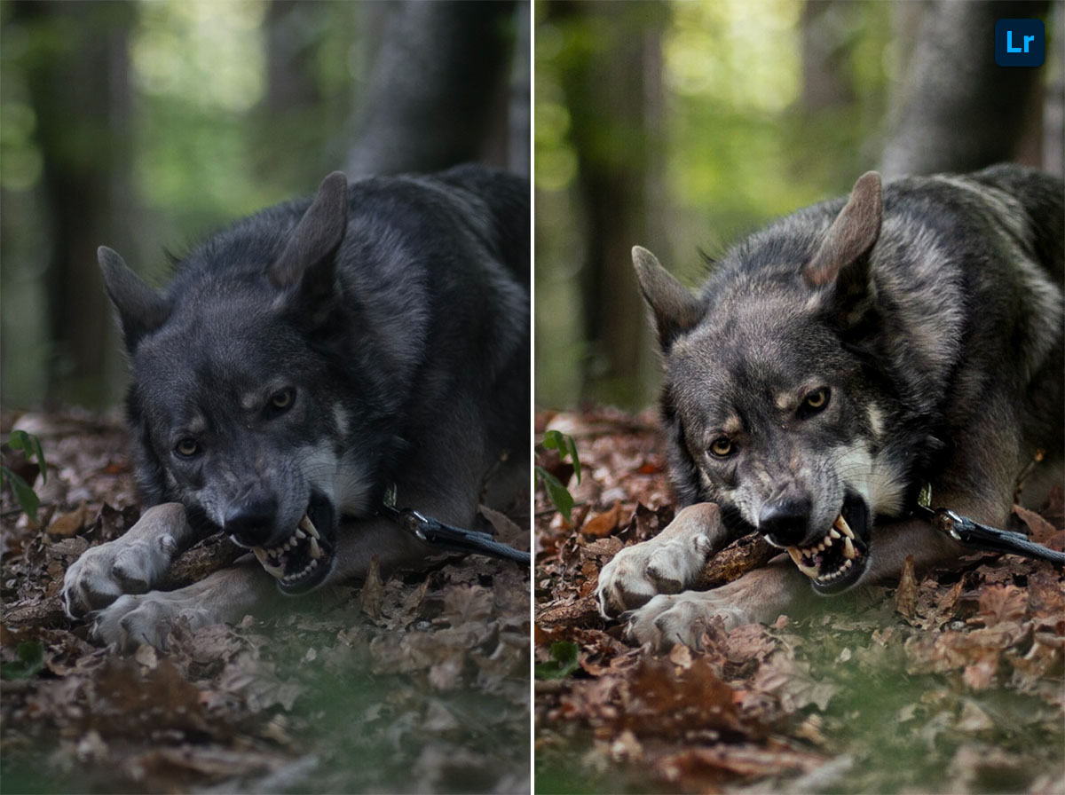 Wolf Insta : Pandora_Box_off | Remix | Photoshop Lightroom