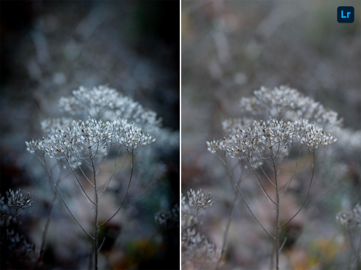 Night Light In Macro World | Remix | Photoshop Lightroom