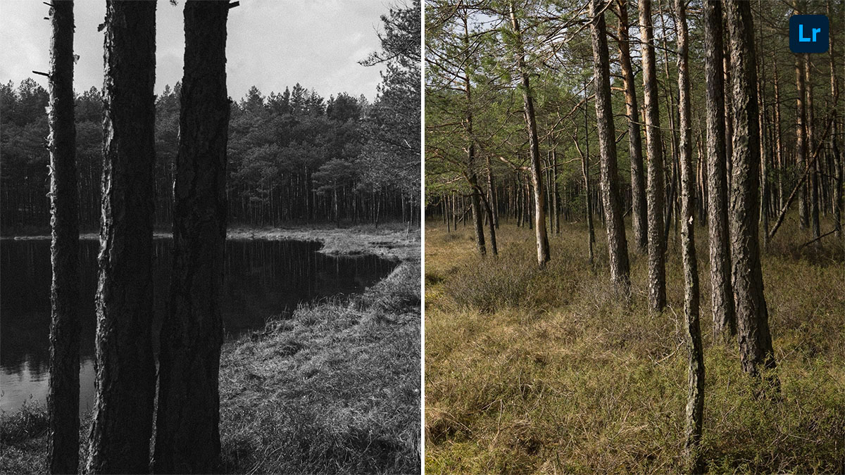 Swamp | Edit | Photoshop Lightroom