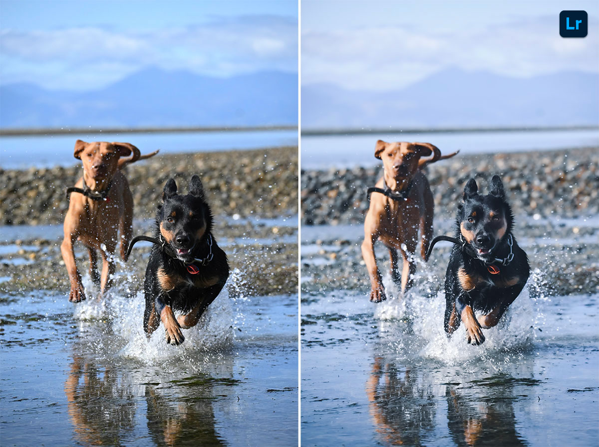 Dogs running through water | Edit | Photoshop Lightroom