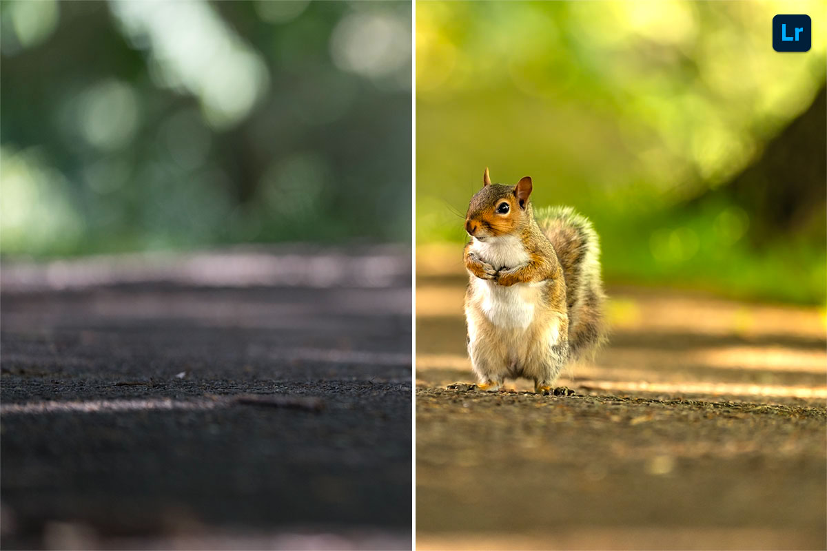 Curious Squirrel in the Sunlight | Edit | Photoshop Lightroom