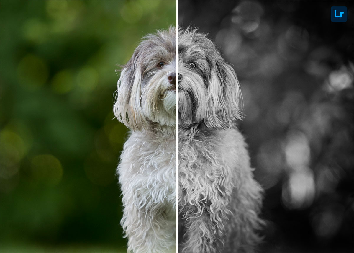 Regal Beagle | Remix | Photoshop Lightroom