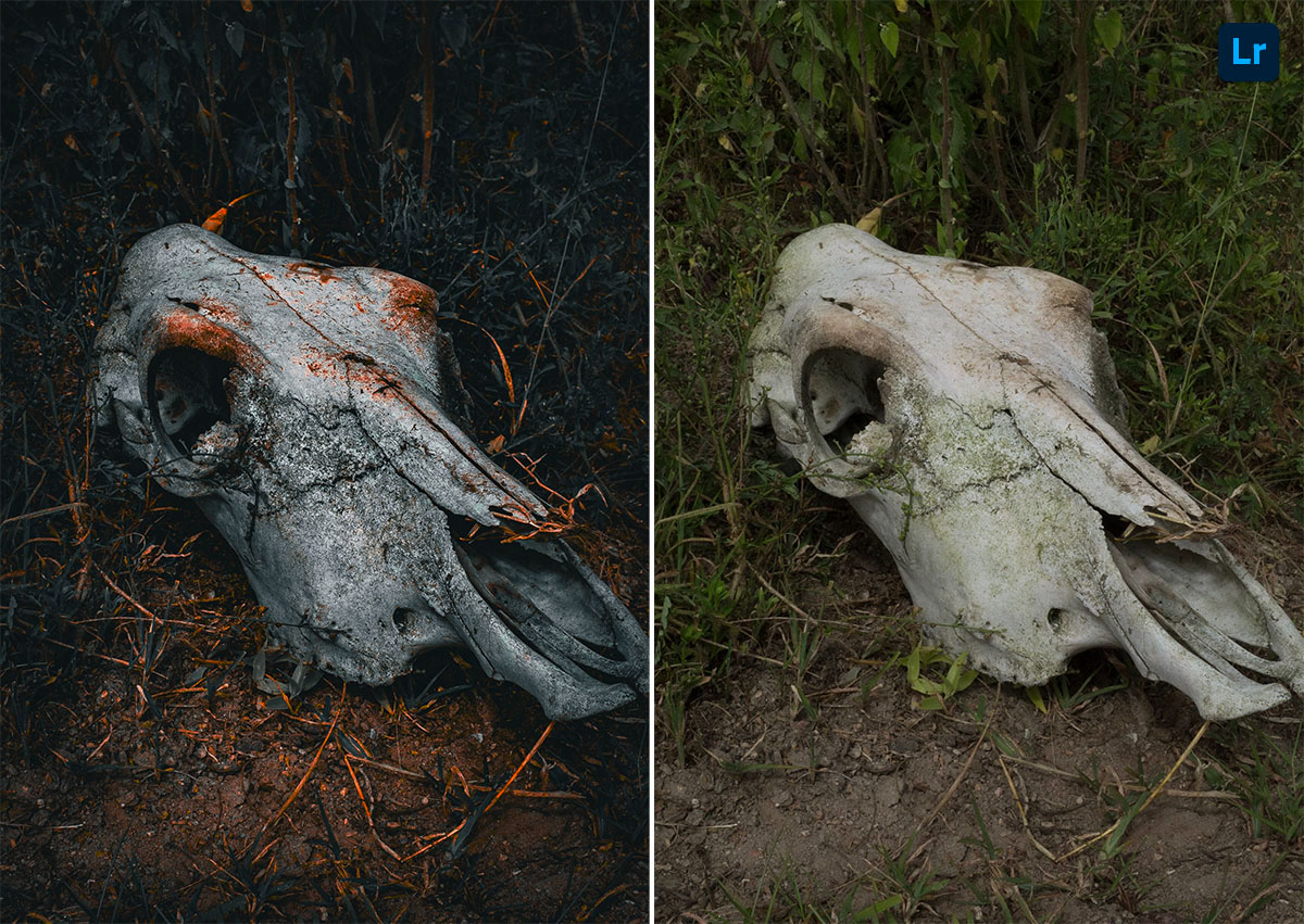 Death Nature 2 | Remix | Photoshop Lightroom