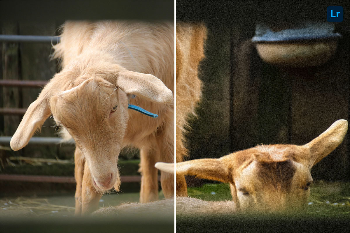 Goats | Edit | Photoshop Lightroom