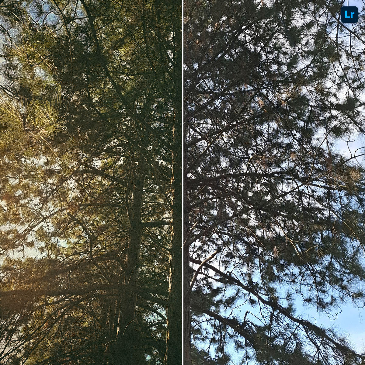 trees | Edit | Photoshop Lightroom