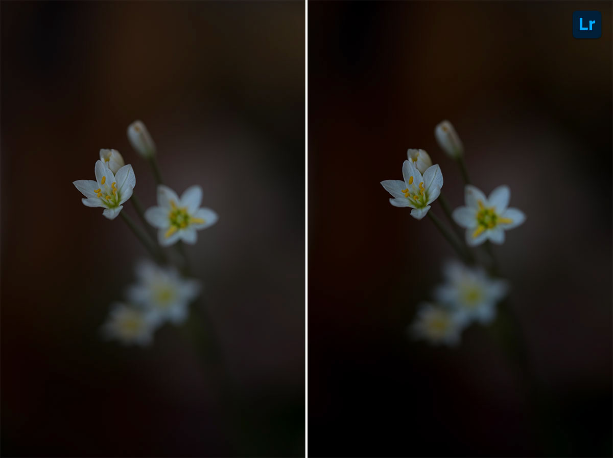 Spruce it up | Remix | Photoshop Lightroom