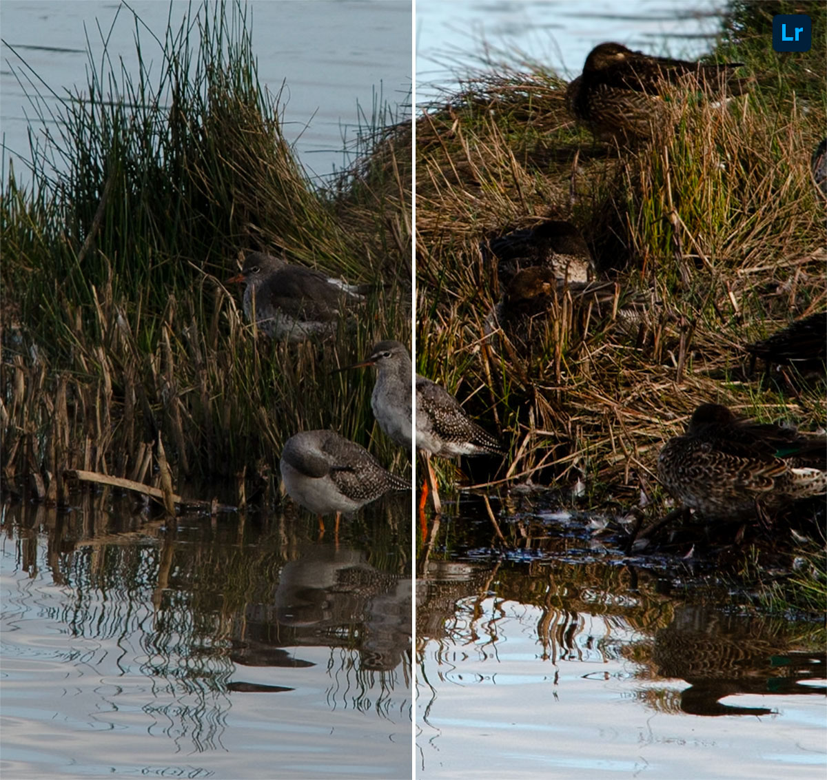 Spotted Red Shank | Edit | Photoshop Lightroom
