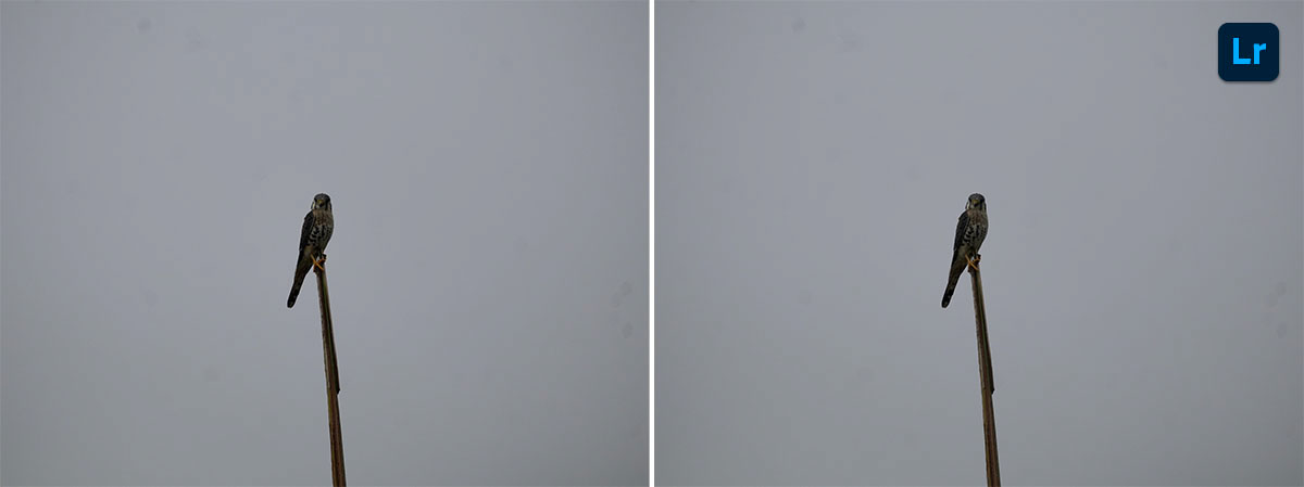 falcon | Remix | Photoshop Lightroom