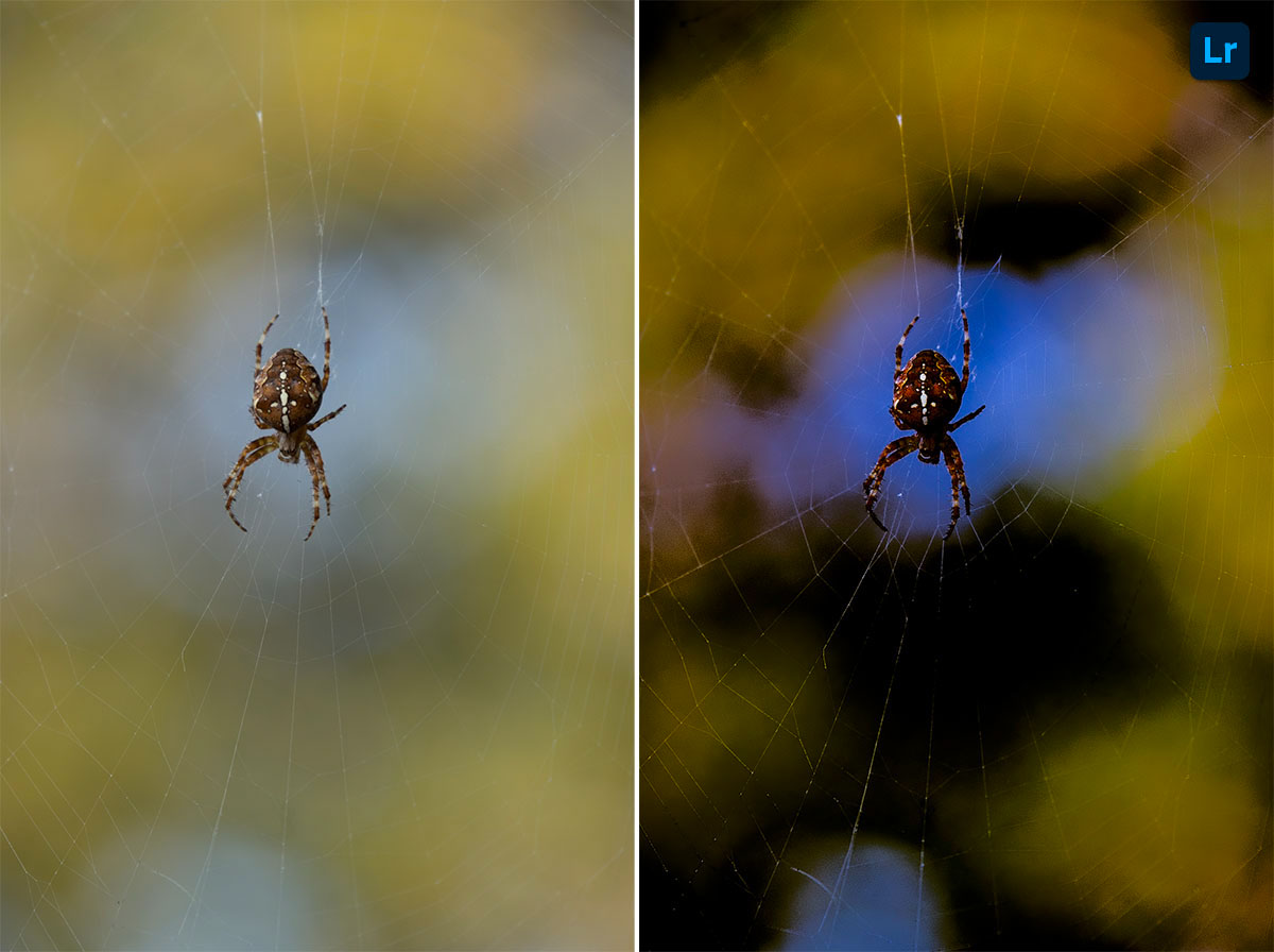 Spider closeup | Remix | Photoshop Lightroom