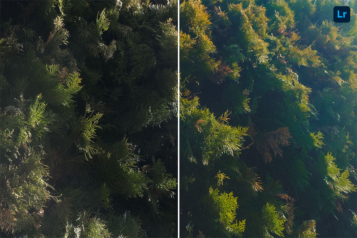 Leaves | Edit | Photoshop Lightroom