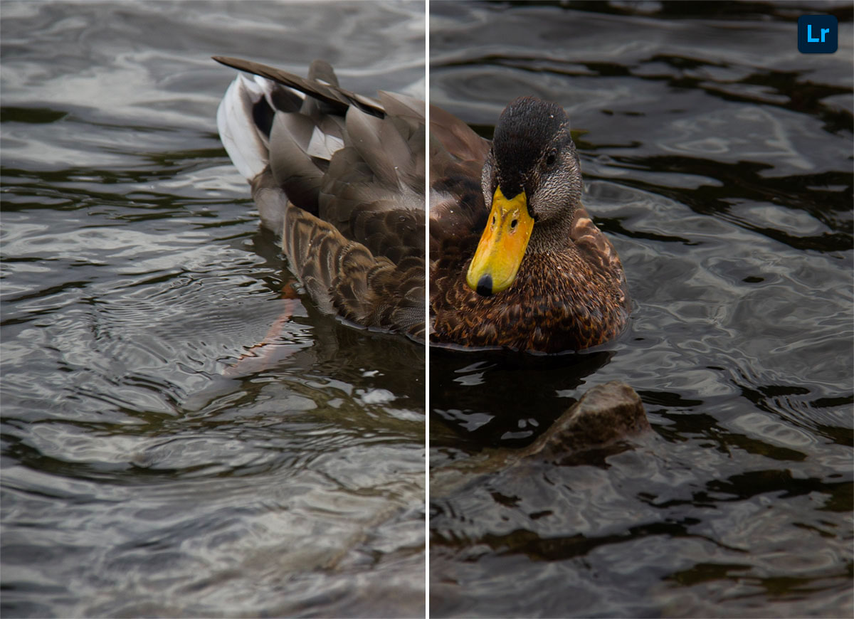 duck | Edit | Photoshop Lightroom