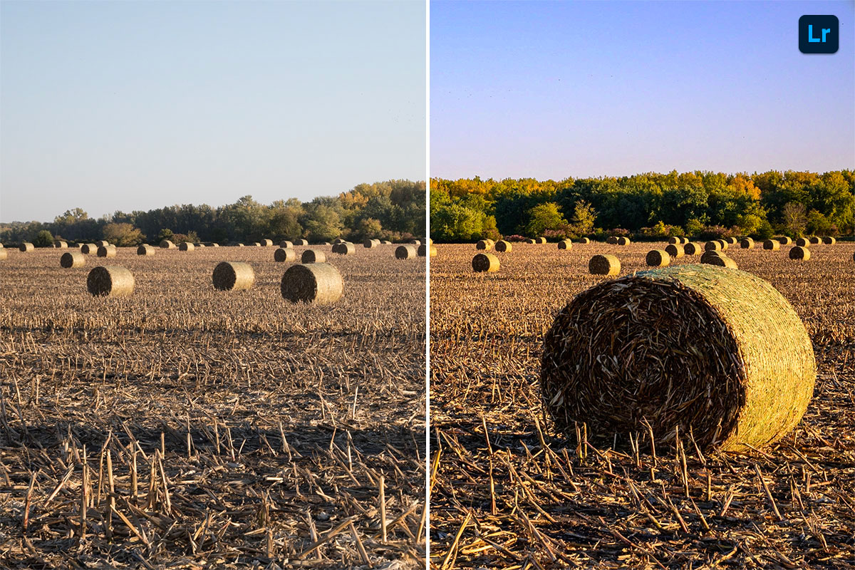 Corn Field in Iowa | Edit | Photoshop Lightroom