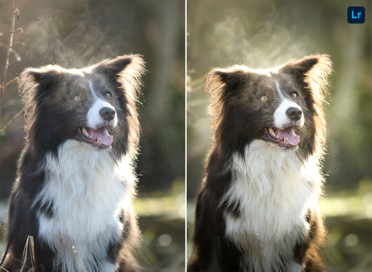 dog | Edit | Photoshop Lightroom