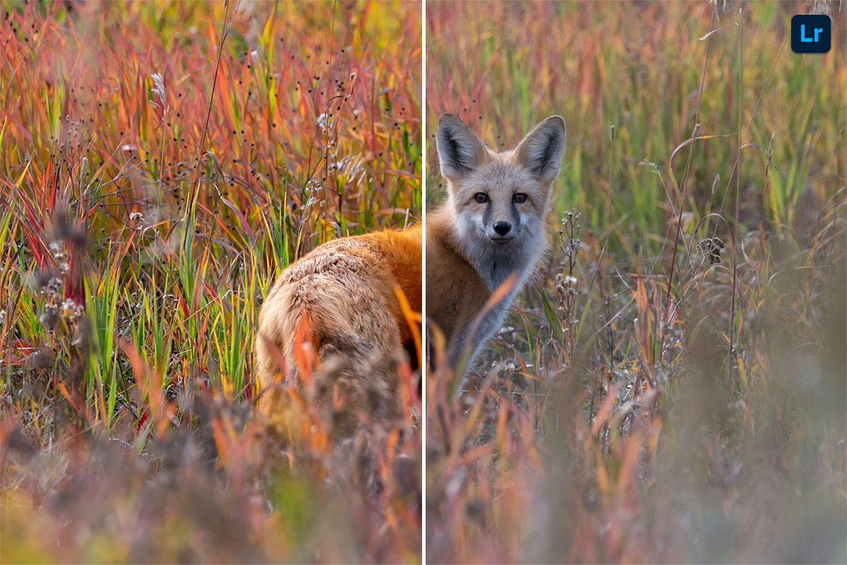 Red fox in the meadow | Edit | Photoshop Lightroom