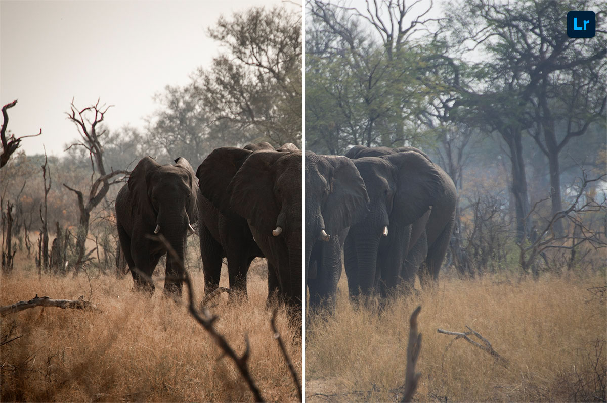 Elephant Formation | Remix | Photoshop Lightroom