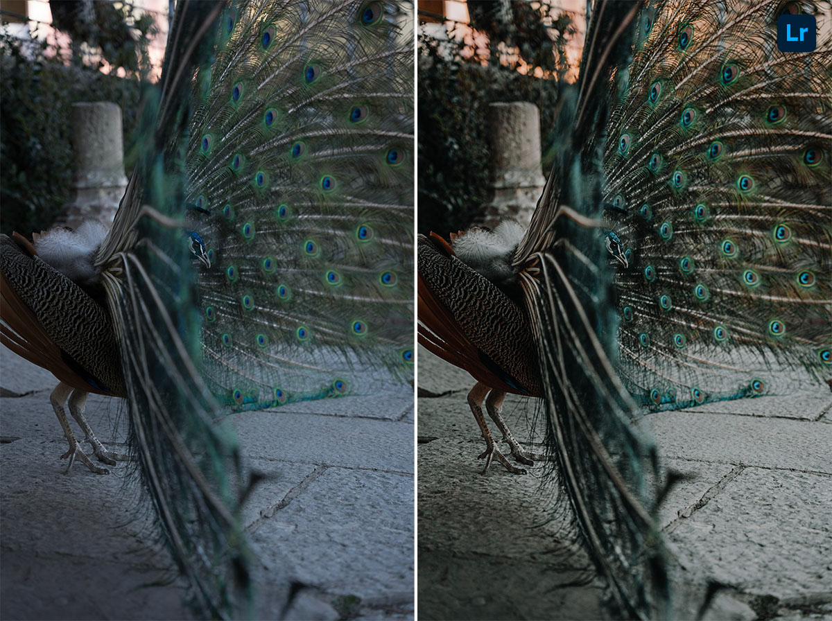Peacock | Remix | Photoshop Lightroom