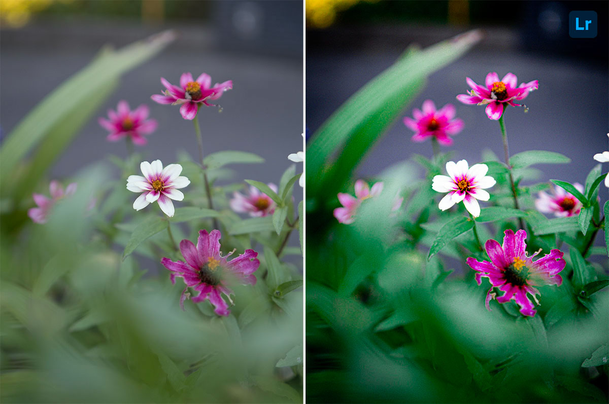 vivid | Edit | Photoshop Lightroom