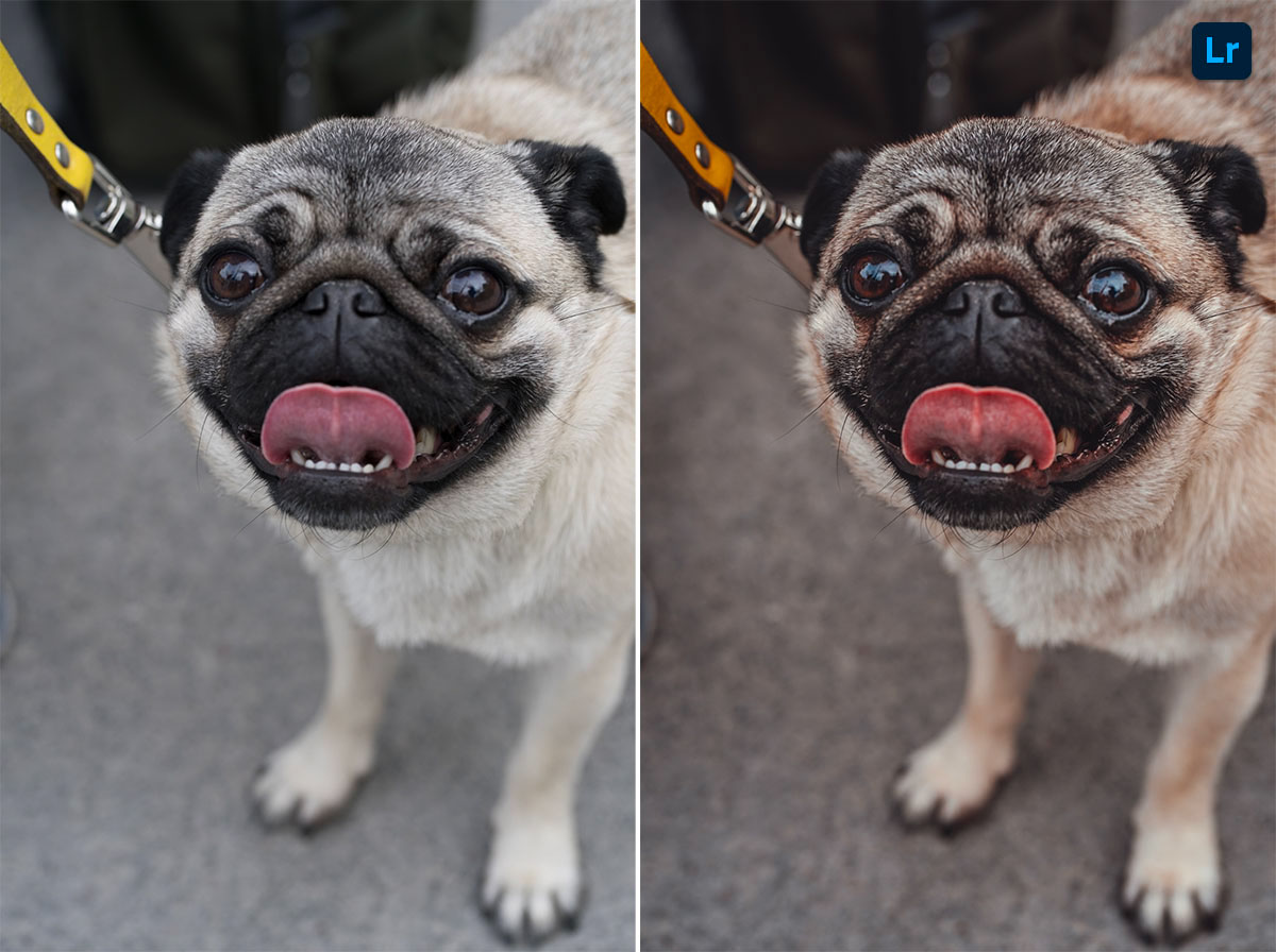 Goof dog 🐶 | Edit | Photoshop Lightroom