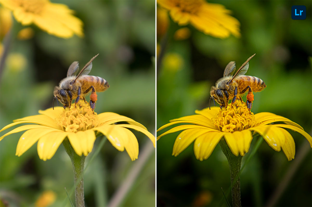 First try of nature photo | Edit | Photoshop Lightroom
