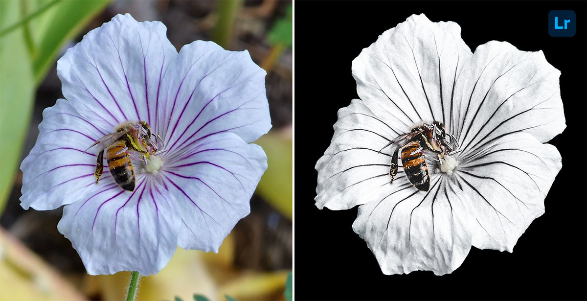 Bee | Edit | Photoshop Lightroom
