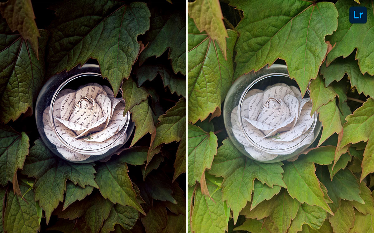 The Paper Rose | Edit | Photoshop Lightroom