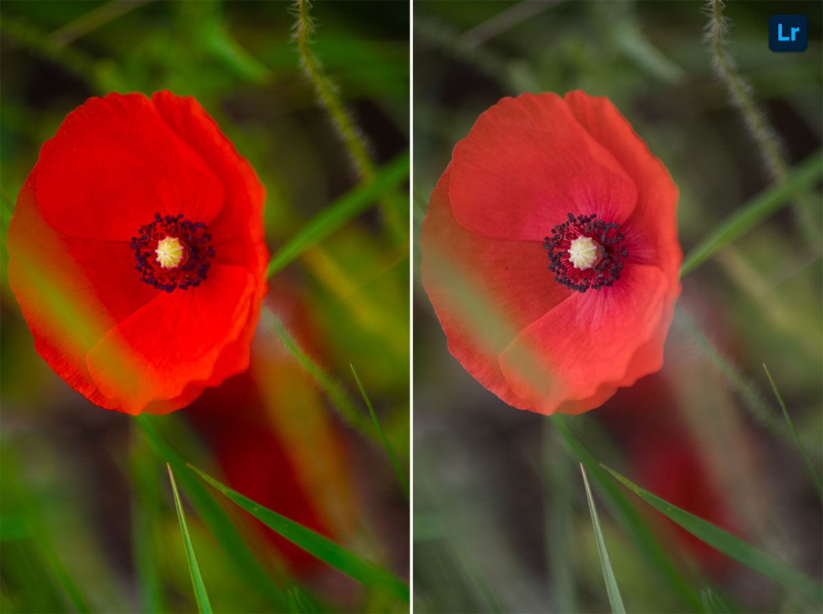 Wonderful Poppy | Remix | Photoshop Lightroom