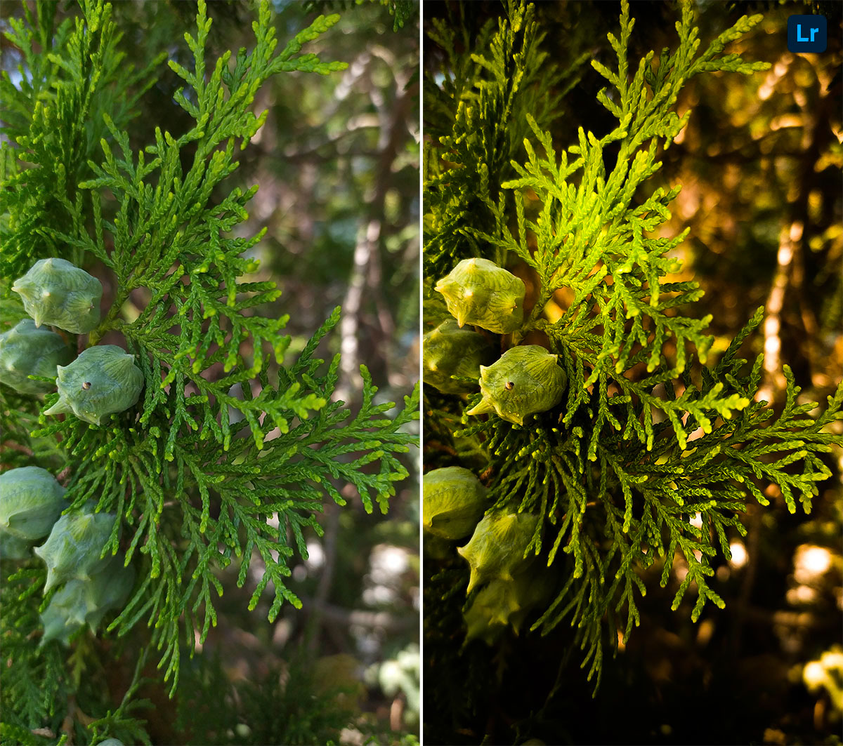 Magical Tree | Edit | Photoshop Lightroom